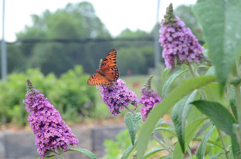 Your Path to Spring Weekend - Daniel Stowe Conservancy