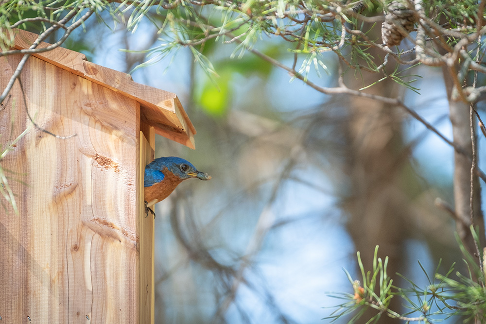 It's Bluebird Season - Daniel Stowe Conservancy