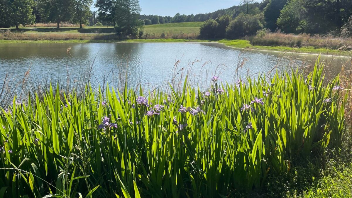 Garden Buzz: News & Blog - Daniel Stowe Conservancy